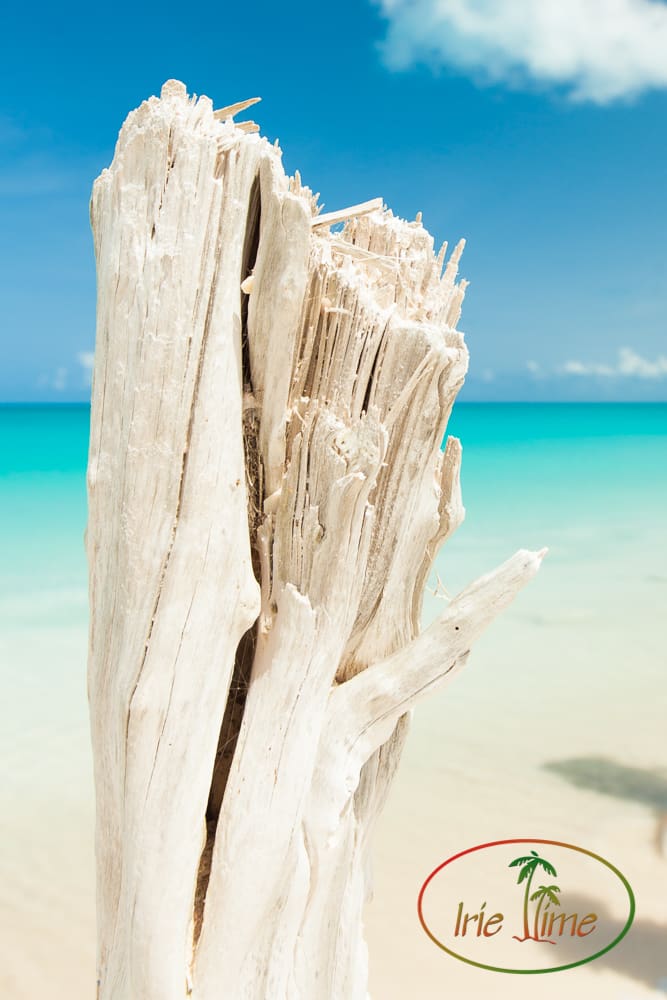 The Natural Beauty of Barbuda – My Irie Time