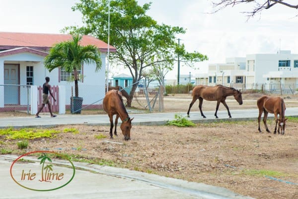 An Afternoon in Codrington, Barbuda – My Irie Time
